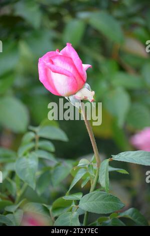 A red blossoming roses in the garden. Beautiful red rose bush growing ...