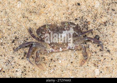 Arch-fronted Swimming Crab (Liocarcinus navigator formerly arcuatus ...