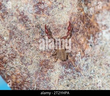 Compost Chernes Chelifer Pseudoscorpion (Pselaphochernes scorpioides ...