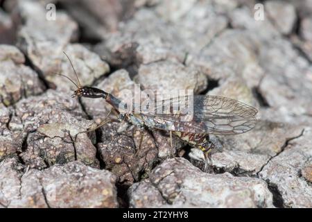 Female Snakefly ovipositing on Pine (Xanthostigma xanthostigma ...