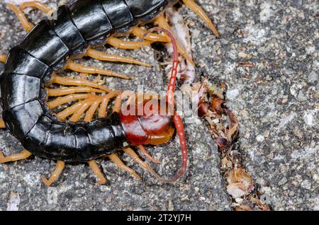 Japanese Giant Centipede (Scolopendra subspinipes mutilans). Kobe ...