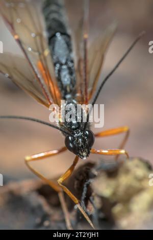 Large Parasitic Darwin Wasp (Dolichomitus cf tuberculatus) cleaning ...