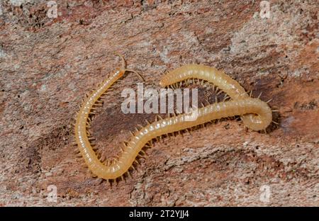 Western Yellow Centipede - Haplophilus subterraneus Stigmatogaster ...