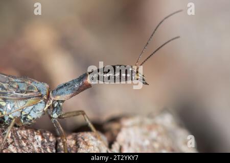 Profile of Snakefly showing elongated thorax / prothorax (Xanthostigma ...