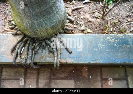 Selective focus on the intricate root fibers of a palm tree emerging ...