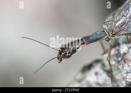 Profile of Snakefly showing elongated thorax / prothorax (Xanthostigma ...