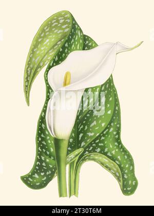 Colorful Florida Pusley Flower Illustration: A digital vintage-style ...