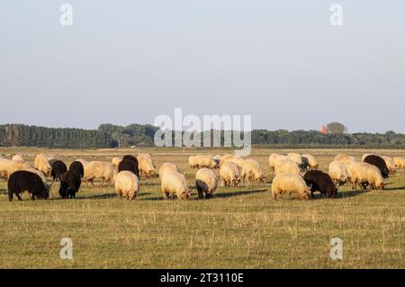Zackel domestic sheep (Ovis aries), Dunapataj, Puszta, Hungary, Europe ...