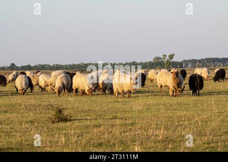 Zackel domestic sheep (Ovis aries), Dunapataj, Puszta, Hungary, Europe ...