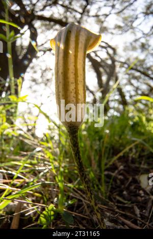 Friar's Cowl or Larus (Arisarum vulgare) Crete, Greece, April Stock ...