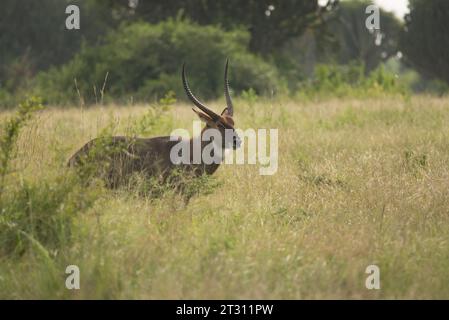 Male Defassa Waterbuck walking through savannah grassland, Uganda Stock ...