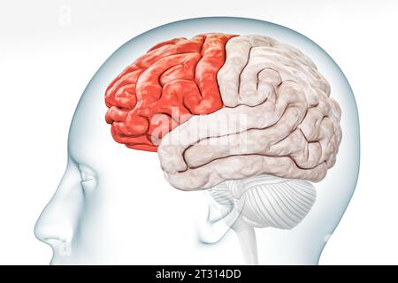 Frontal lobe of the cerebral cortex profile view close-up 3D rendering ...