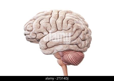 Human brain with cerebellum and brainstem profile view with body ...