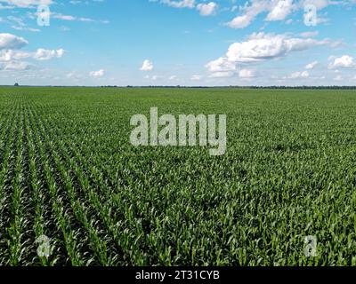 Huge cornfield on a sunny summer day, aerial view. Blue sky over green ...