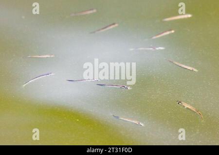 Young fish (fry, or fingerlings) in the sandy shallows of a pool on a ...