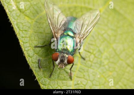 Lucilia sericata, known as Common green bottle fly, European green ...