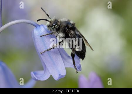 A Mourning Bee on bluebell flowers - this is a 'cuckoo' bee of other ...