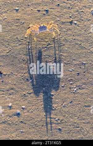 Juvenile Atlantic ghost crab, or sand crab (Ocypode quadrata) at sunset ...