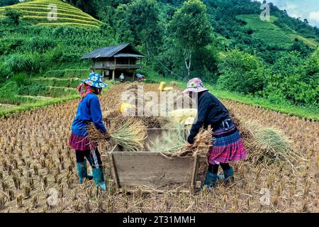 Flower Hmong women threshing rice during the harvest, Mu Cang Chai, Yen ...
