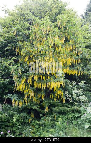 Common laburnum (Laburnum anagyroides) in the Forest Botanical Garden ...