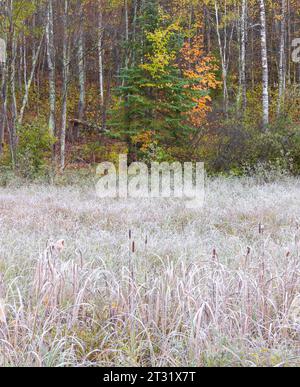 Autumn Northern swamp with yellow sedge and cotton grass Stock Photo ...