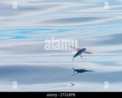 Flying fish, exocoetidae, on glassy seas off the north coast of New ...