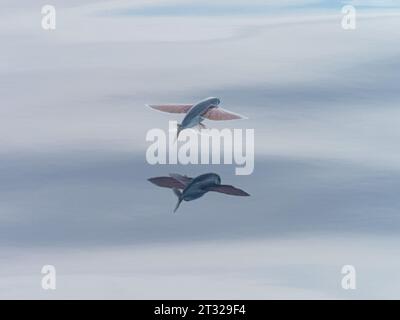 Flying fish, exocoetidae, on glassy seas off the north coast of New ...