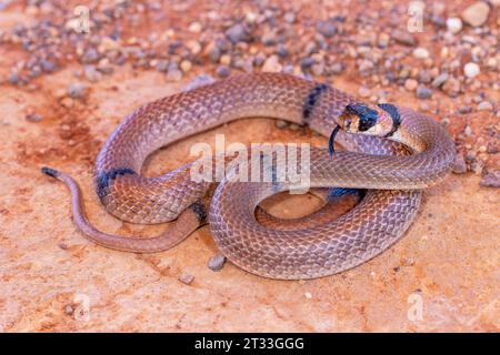 Australian Ringed Brown Snake Stock Photo - Alamy
