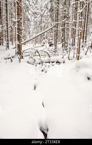 Spruce forest with deep snow in winter Stock Photo - Alamy