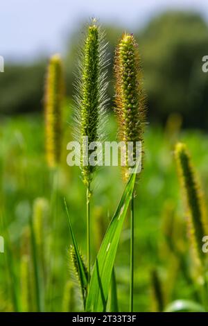(Setaria) Foxtail wild weed grass flowers in nature golden light ...