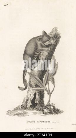 Feathertail glider, Acrobates pygmaeus, illustration from book dated ...