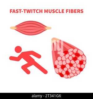 Fast twitch white muscle fiber type illustration Stock Vector Image ...