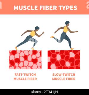 Slow twitch red muscle fiber type illustration Stock Vector Image & Art ...