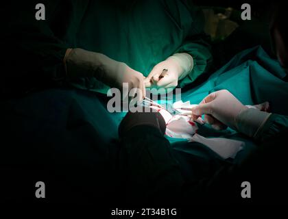 Close-up of a surgeon's hands stitching a patient's skin incision Stock ...