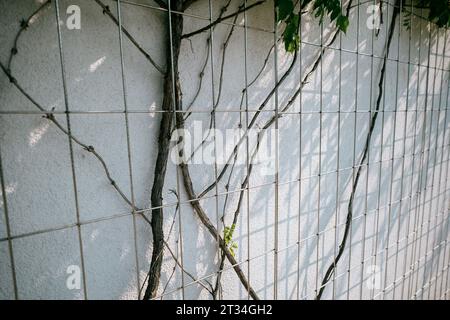 Support structure for ivy. Galvanized steel mesh mounted to the wall ...