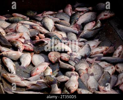 pieces of fish caught by fishermen Stock Photo - Alamy