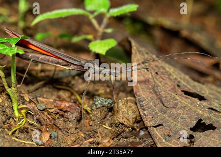 Pseudophasma, Pseudophasmatidae is a family of stick insect. Volcano ...
