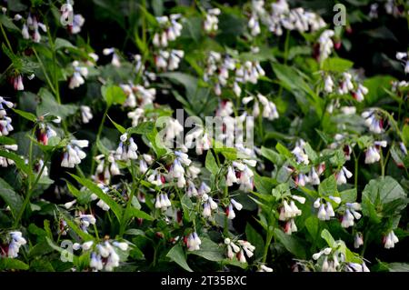 Symphytum Grandiflorum 'Wisley Blue' (Creeping Comfrey) grown in the ...