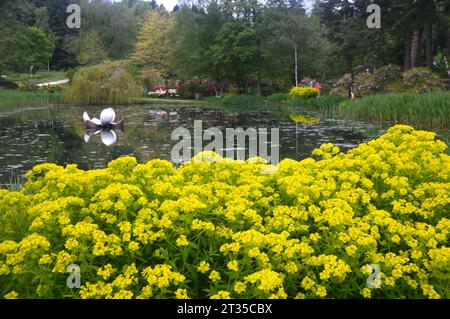 Floating Lily Sculpture Reflected in the Magnolia Lake with Marsh ...