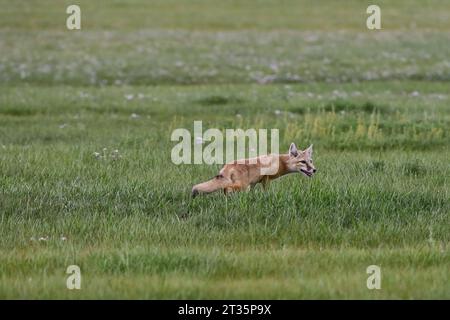 Fox hunting for food in the Mongolian steppe Stock Photo - Alamy