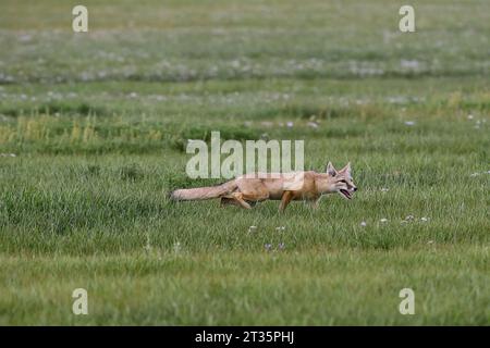 Fox hunting for food in the Mongolian steppe Stock Photo - Alamy