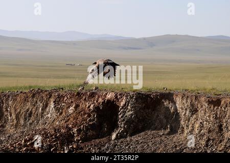 The splendid eagle, queen of the Mongolian skies Stock Photo - Alamy