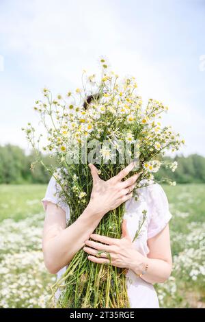 Flowering. Chamomile. Blooming chamomile field, Chamomile flowers on a ...