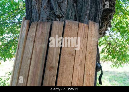 Tree trunk protection. A tree trunk covered with boards to protect from ...