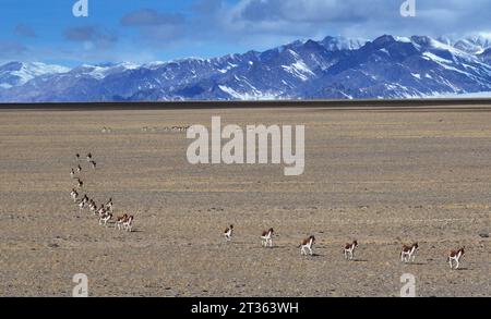 Ruoqiang. 17th Oct, 2023. This aerial photo taken on Oct. 17, 2023 ...