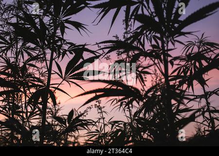 Sunset at Cannabis Field. Hemp Plants for Cbd production Stock Photo ...