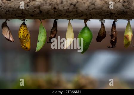 Row of butterfly cocoons hanging on a tree branch Stock Photo - Alamy