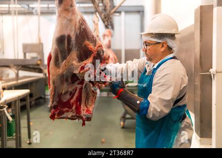 Mature butcher cutting cow leg in slaughterhouse Stock Photo - Alamy