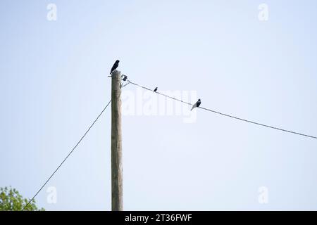 Pair of Chihauhuan ravens (Corvus cryptoleucus) with a brown-headed ...