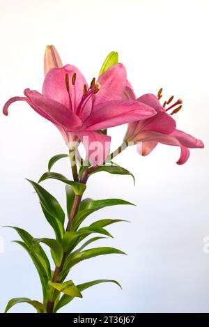 Lily batistero flowers. flores de azucena batistero Stock Photo - Alamy